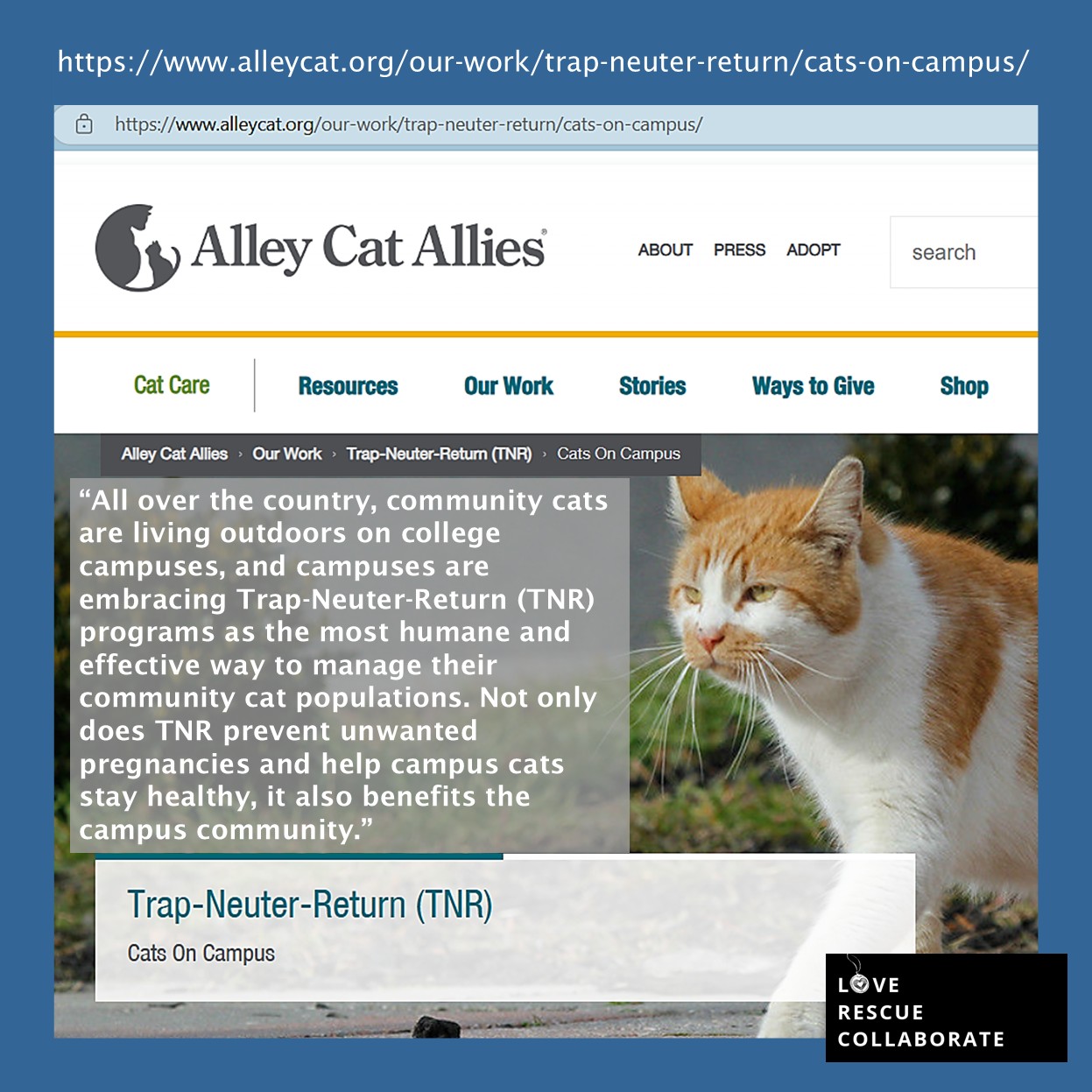 Campus Cats – LRC