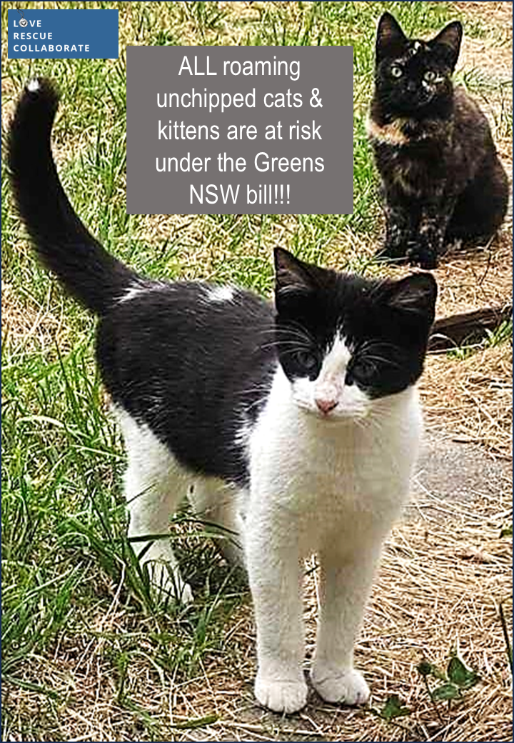 Flawed NSW GREENS Bill for Cat Containment Laws – LRC